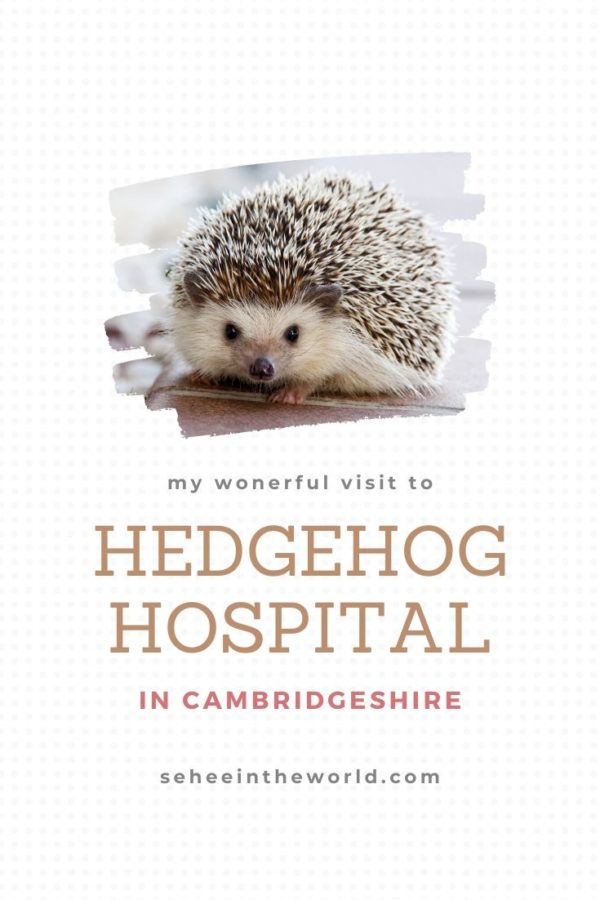 My Visit to Shepreth Hedgehog Hospital - Sehee in the World