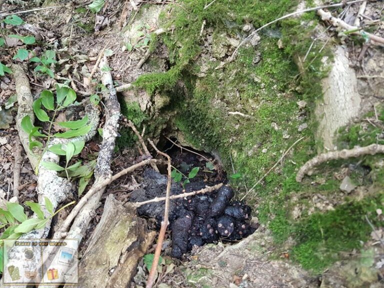 Finding Perfect Evidence of Badgers - Sehee in the World